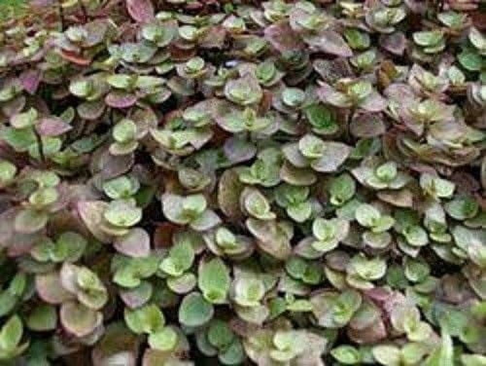 Bolivian Mini Wandering Jew-25 healthy cuttings - Tradescantia Callisia ...