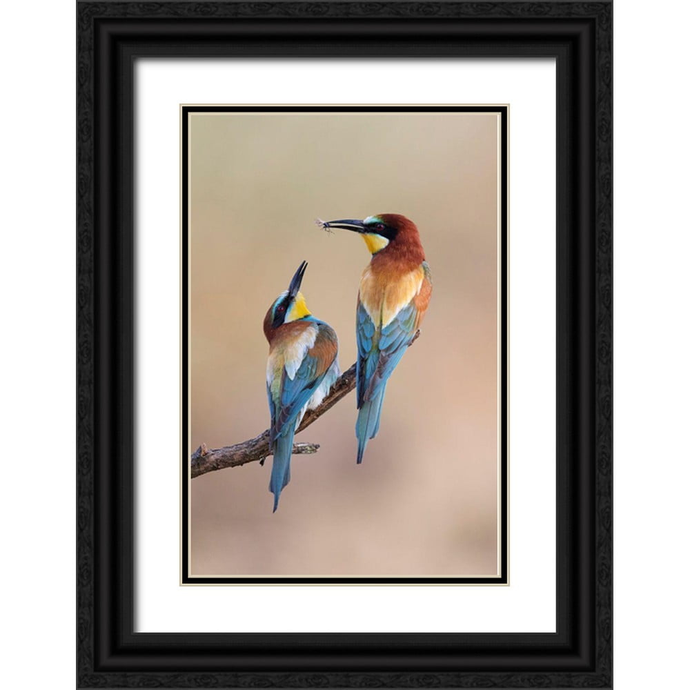 Bolla, Paolo 11x14 Black Ornate Wood Framed with Double Matting Museum ...