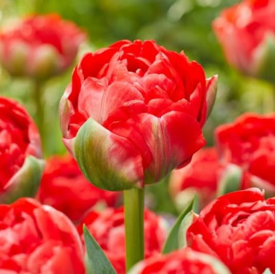 Bombastic Double Early Tulip Bulbs for Planting - Easy to Grow ...