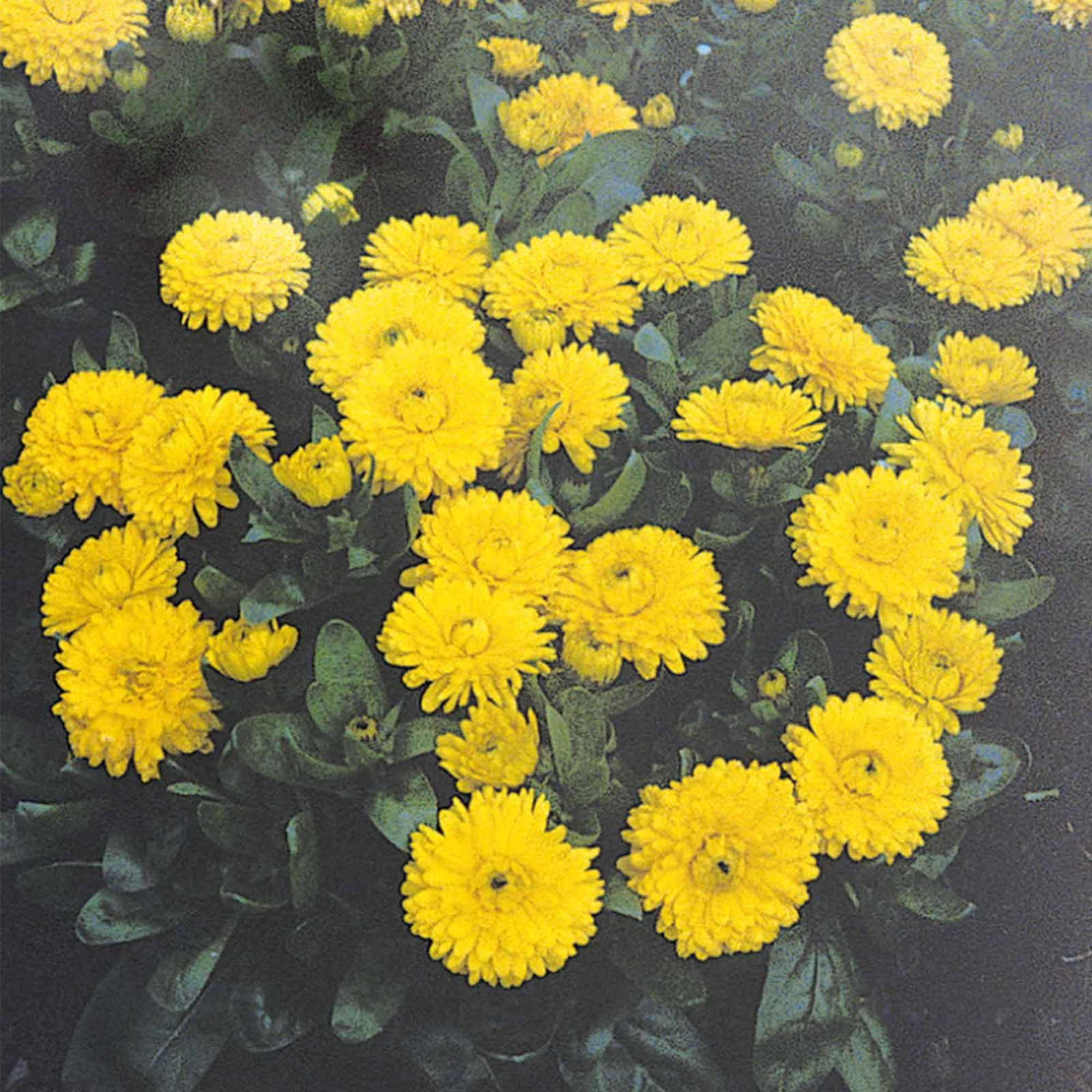 Bon Bon Series Calendula Yellow ~50 Seeds – Dwarf Pot Marigold Mix – 12 ...
