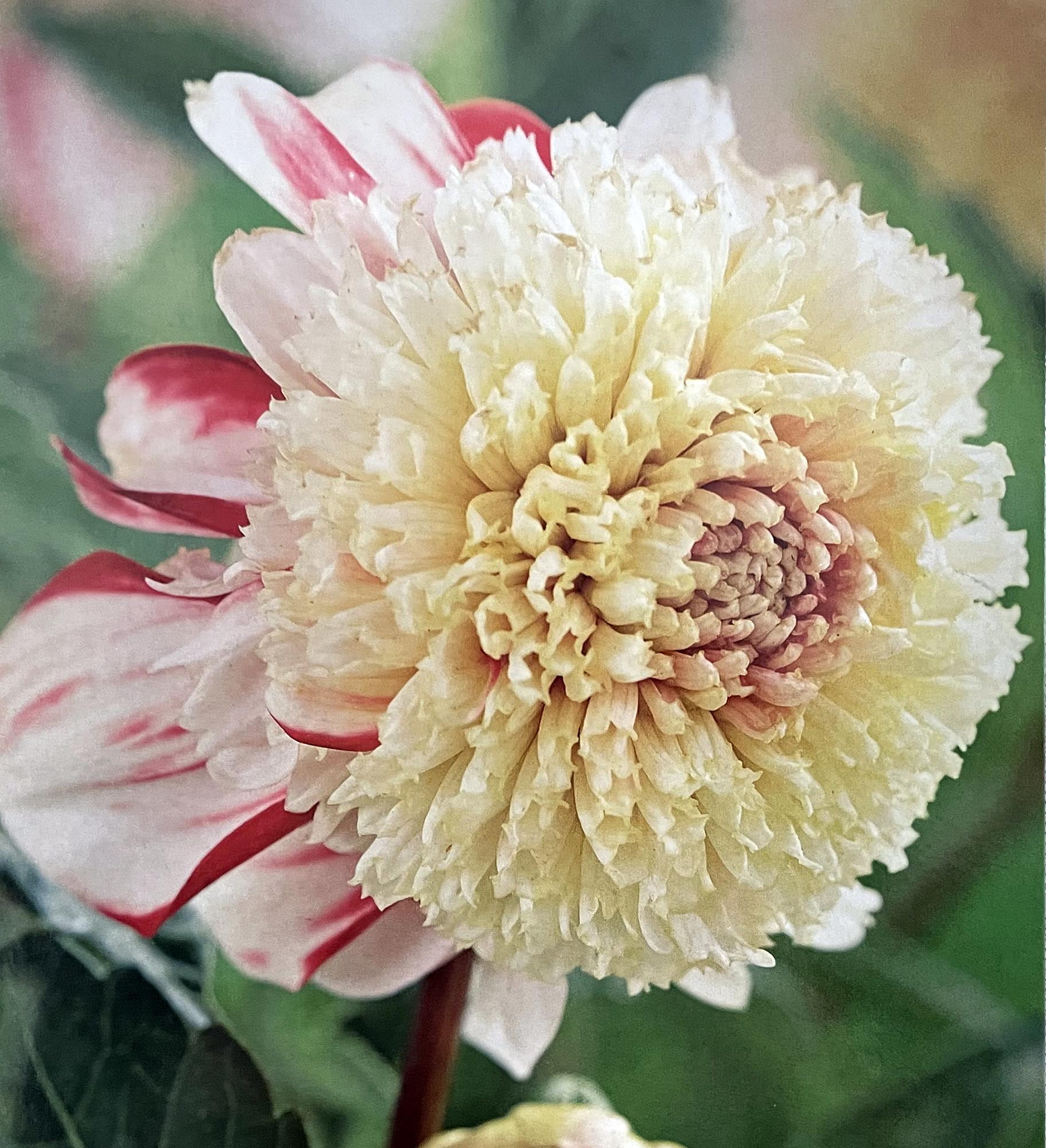 Bon Odori Powder-Puff Dahlia - #1 Size Root Clump - White/Red - Walmart.com