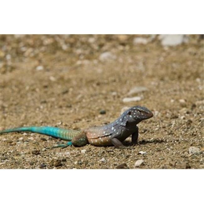 Bonaire Whiptail Lizard Bonaire Netherlands Antilles Poster Print by ...