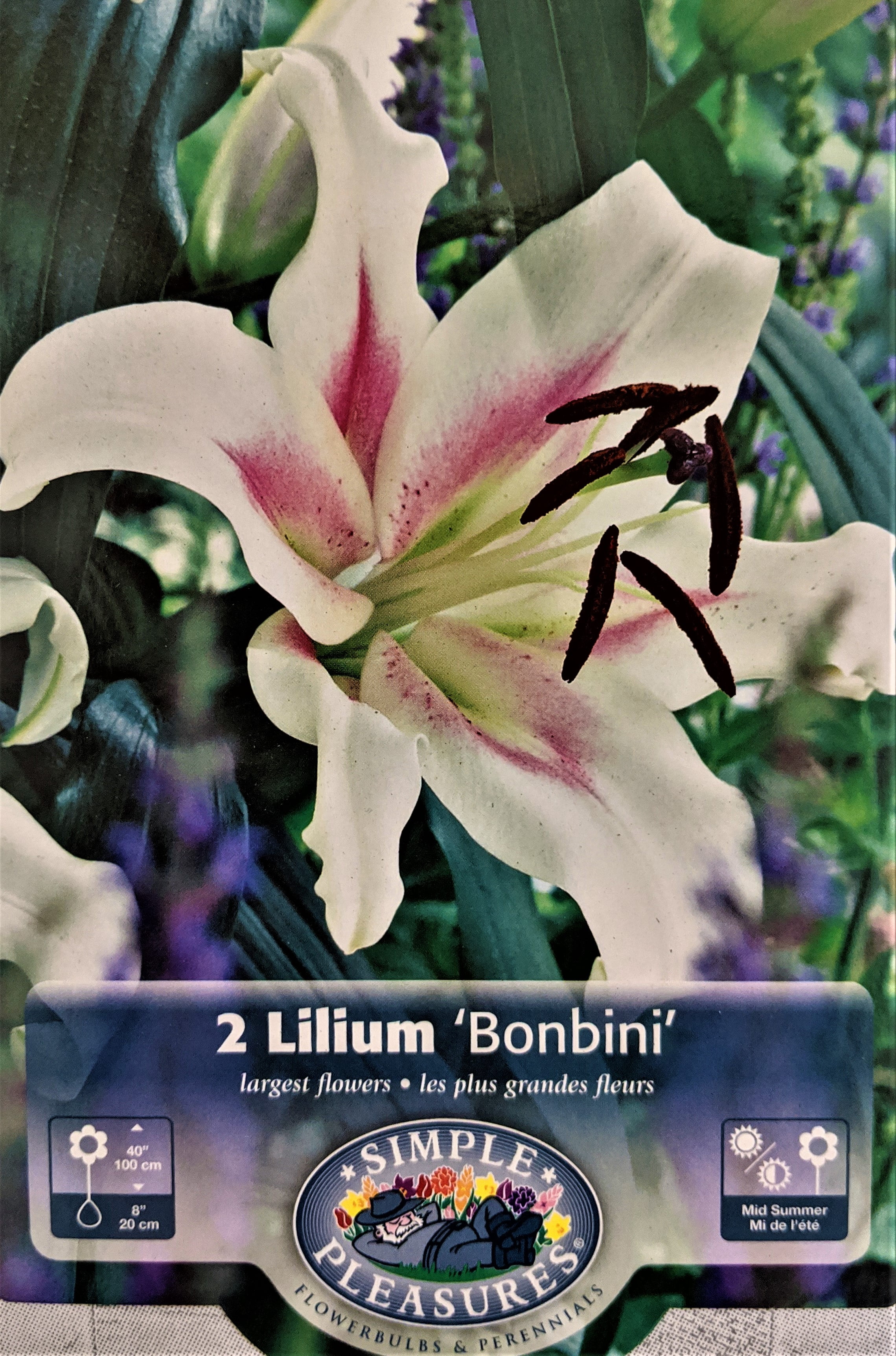 Fragrant Bonbini Orientpet Lily Trumpet Flower - 2 Bulbs 16/18cm ...