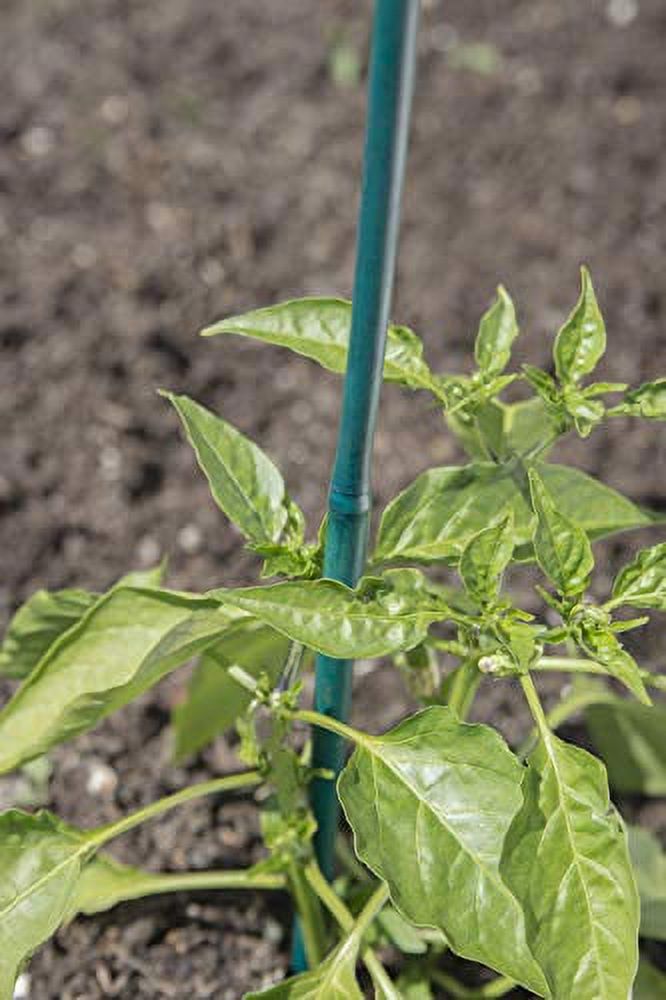 Bond 425 Bamboo Stake, 4-feet, 25-pack - Walmart.com