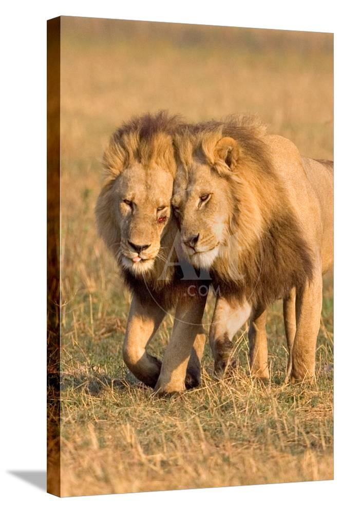 Bonding Lions, Animals Stretched Canvas Wall Art by Howard Ruby Sold by ...
