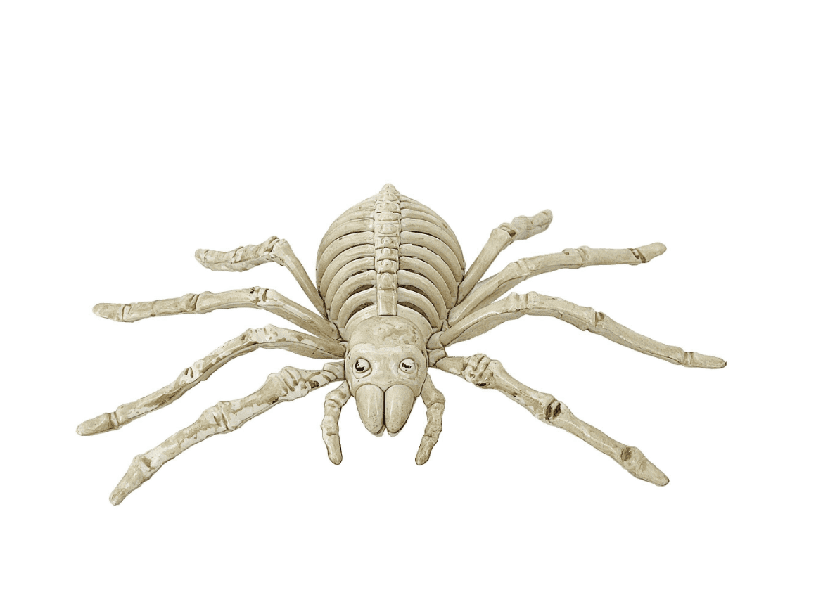 Bone Color Spider Skeleton Halloween Decoration – 10-Inch Spooky and ...