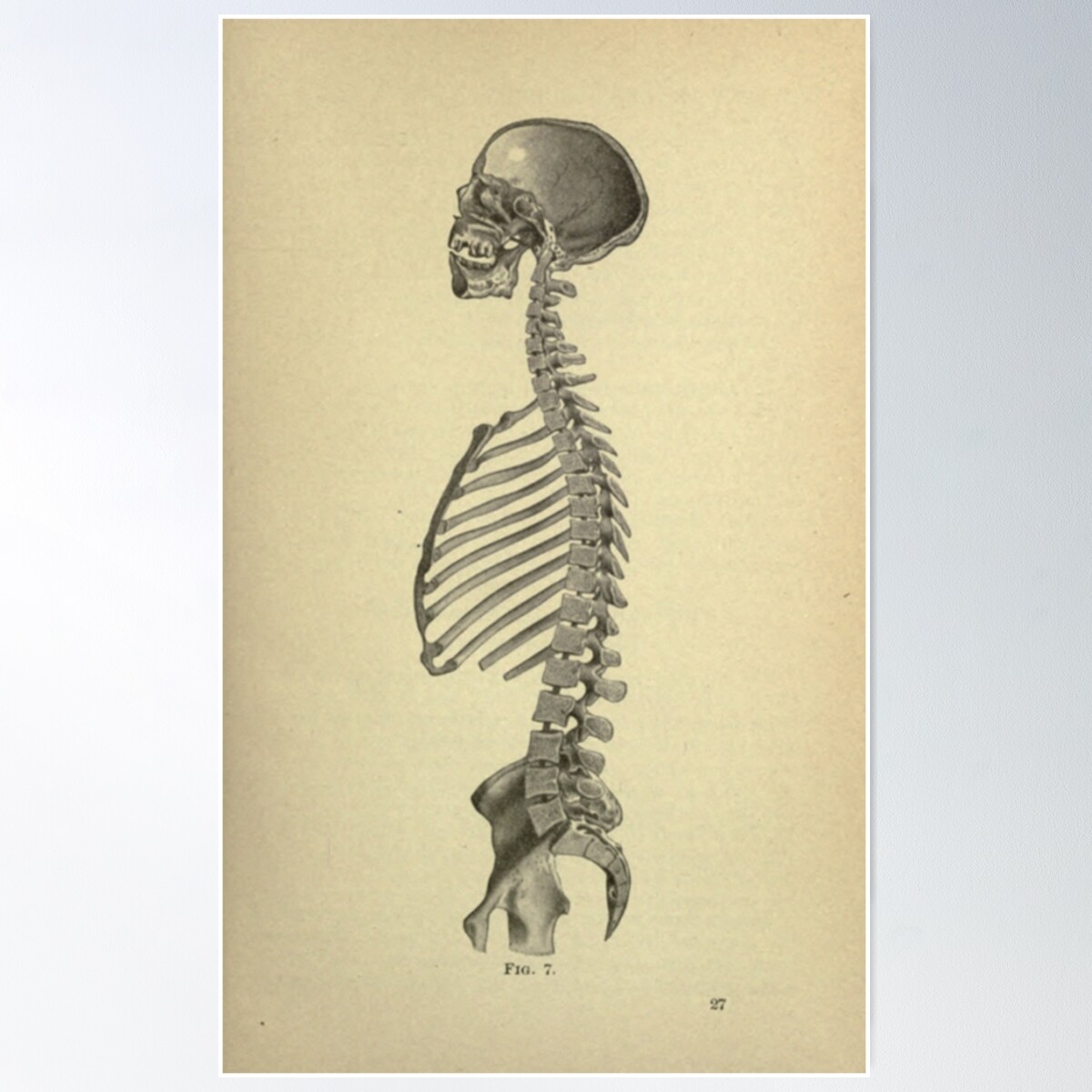 Bones Poster Wall Art, Modern Wall Decor For Living Room Bedroom, 12x18 ...