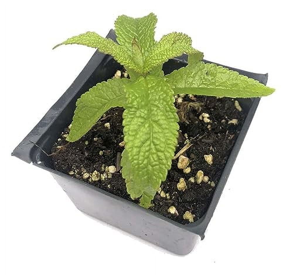 Boneset Plant (Eupatorium perfoliatum) 2.5 inch Pot - Walmart.com