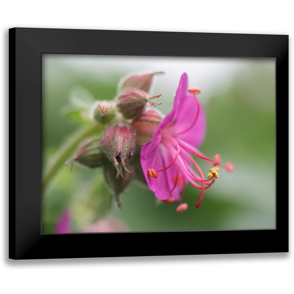 Bonin, Suzanne 14x12 Black Modern Framed Museum Art Print Titled ...