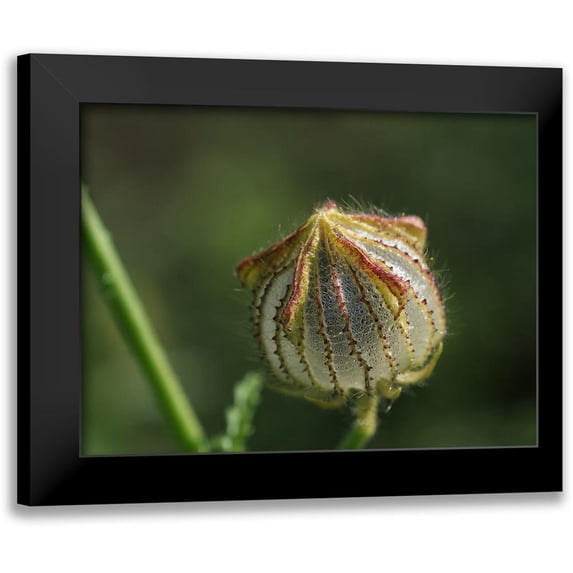 Bonin, Suzanne 14x12 Black Modern Framed Museum Art Print Titled ...
