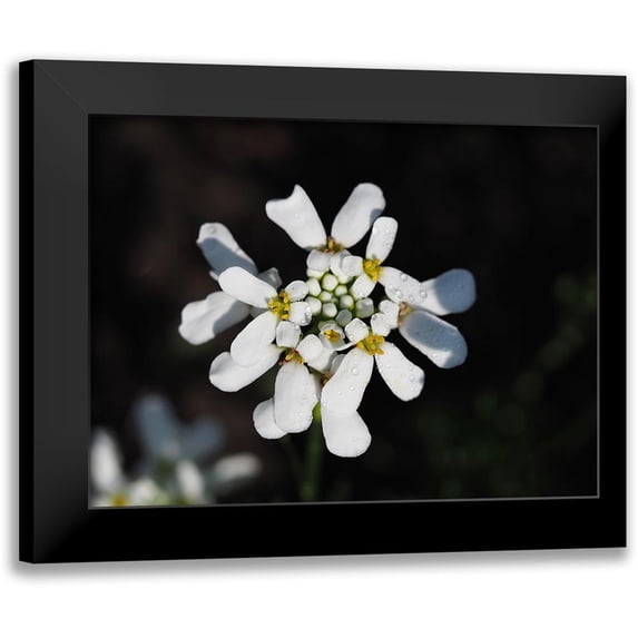 Bonin, Suzanne 14x12 Black Modern Framed Museum Art Print Titled ...
