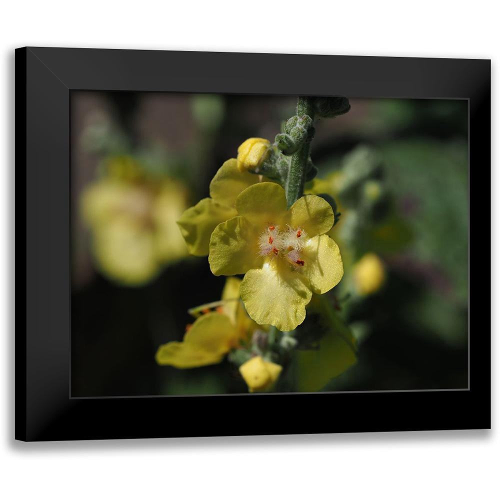 Bonin, Suzanne 14x12 Black Modern Framed Museum Art Print Titled - Dark ...