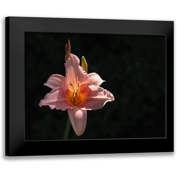 Bonin, Suzanne 14x12 Black Modern Framed Museum Art Print Titled ...