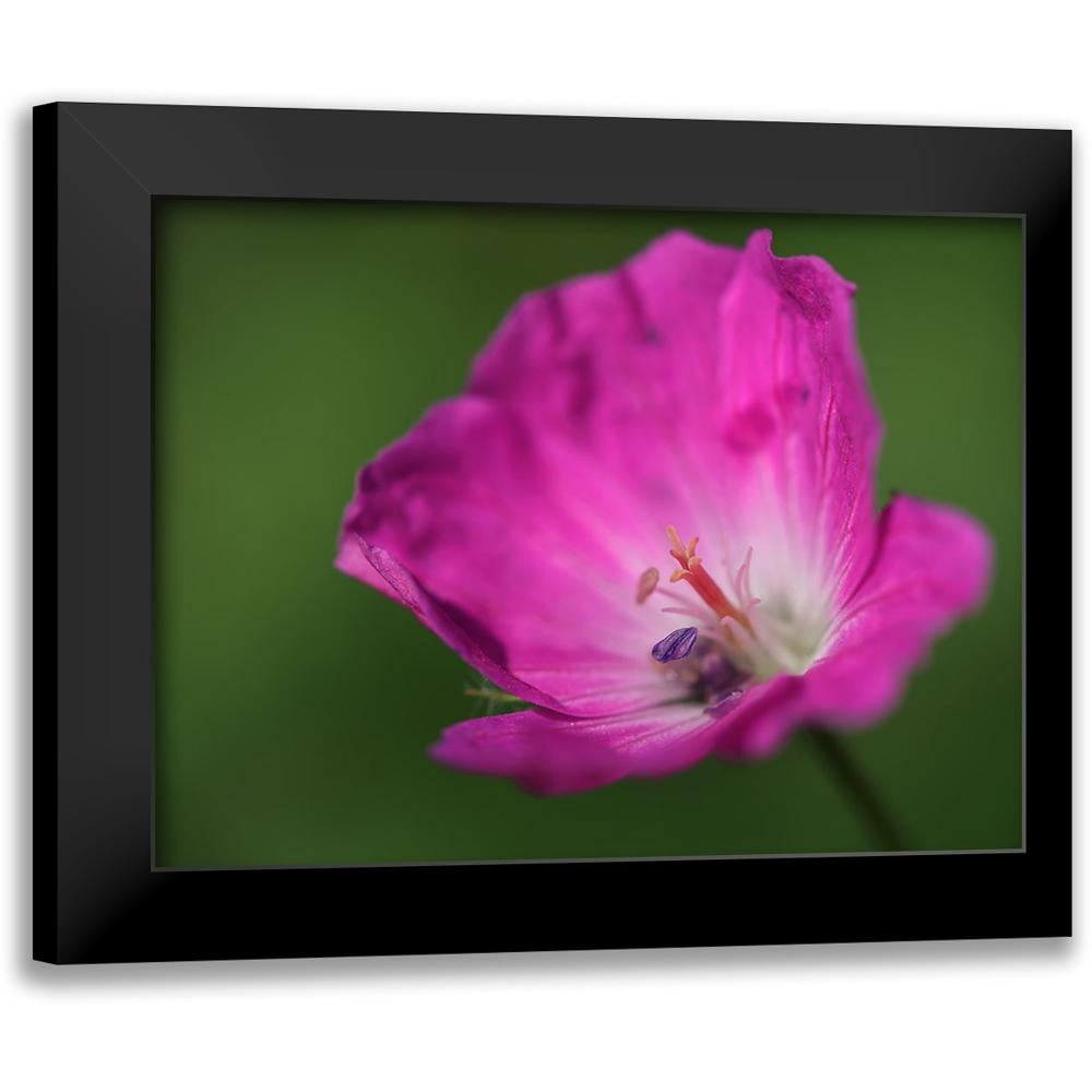Bonin, Suzanne 14x12 Black Modern Framed Museum Art Print Titled - The ...