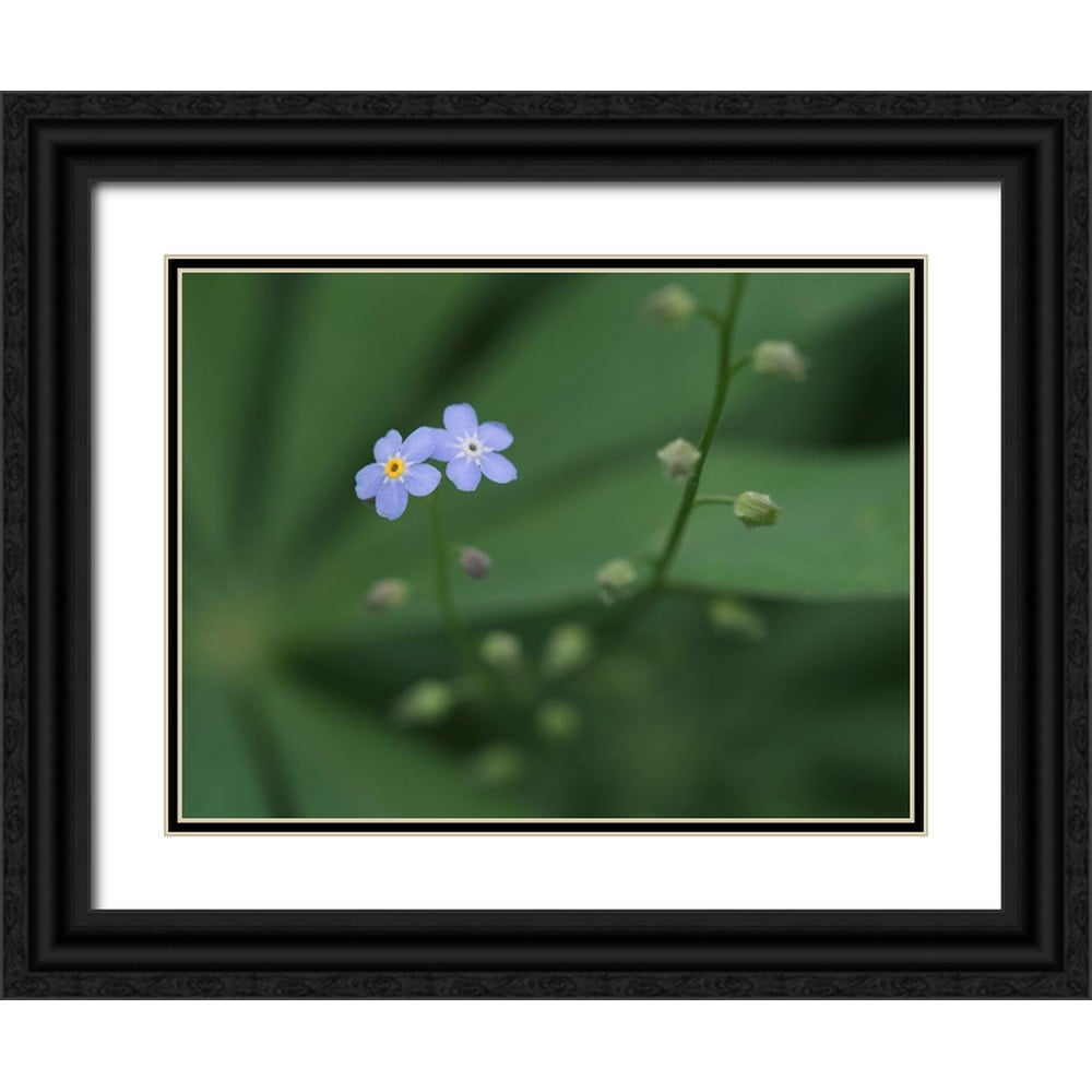 Bonin, Suzanne 14x12 Black Ornate Wood Framed with Double Matting ...