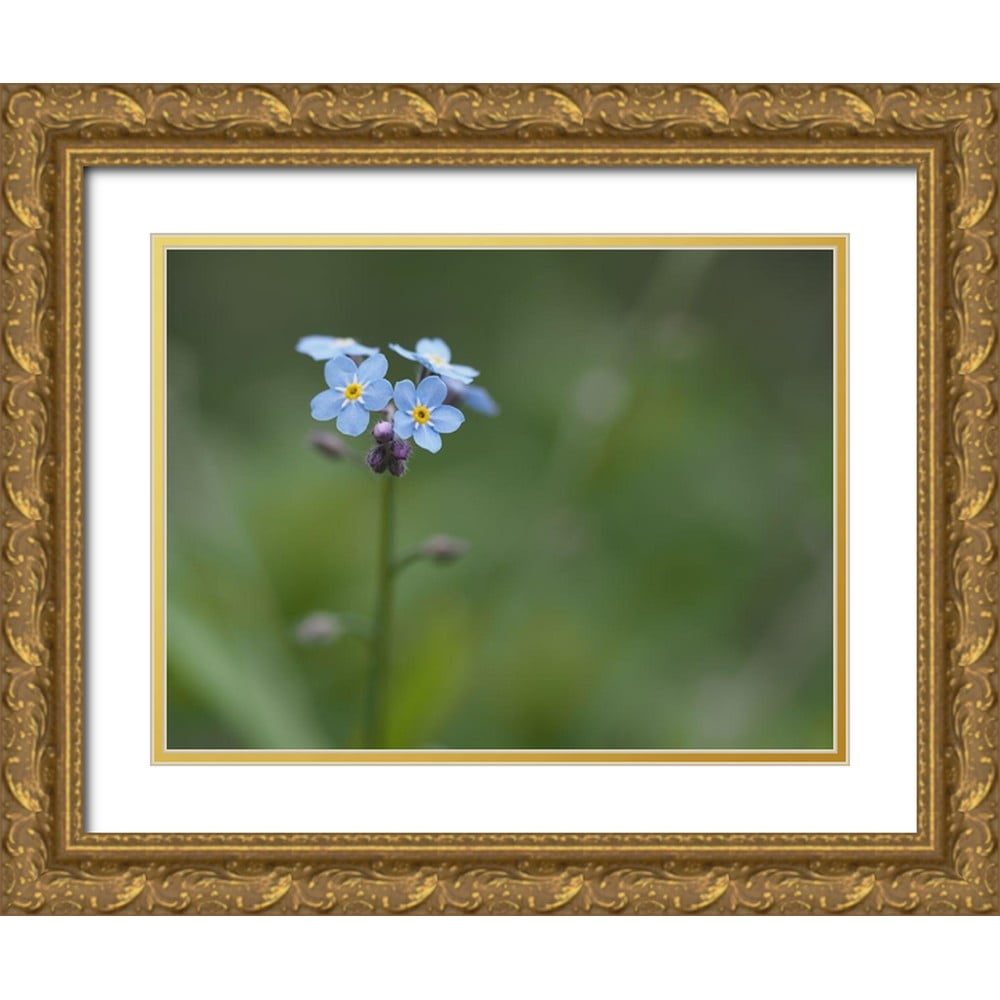 Bonin, Suzanne 14x12 Gold Ornate Wood Framed with Double Matting Museum Art Print Titled - Never ...