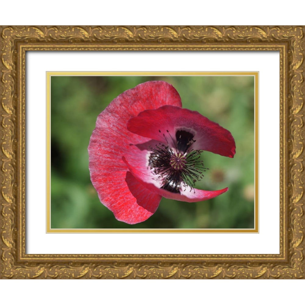 Bonin, Suzanne 14x12 Gold Ornate Wood Framed with Double Matting Museum ...