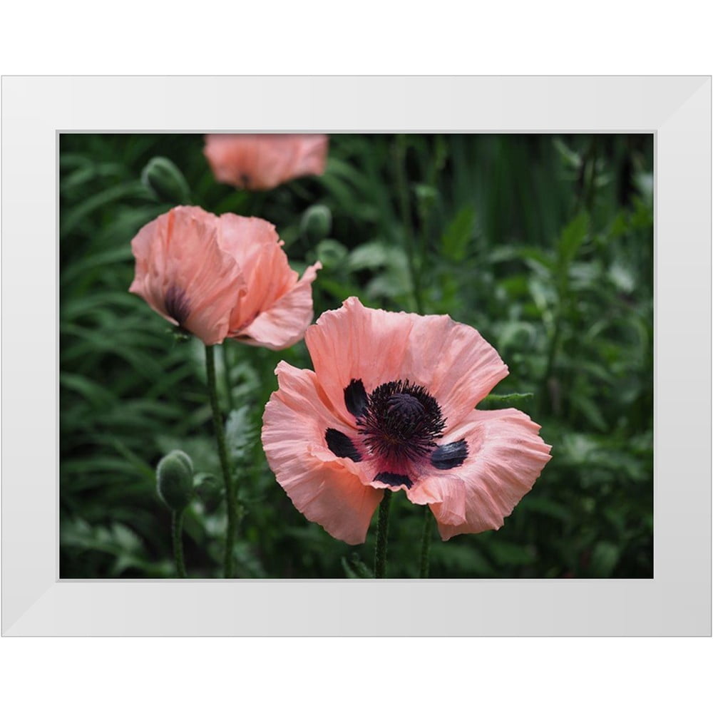 Bonin, Suzanne 14x12 White Modern Wood Framed Museum Art Print Titled ...