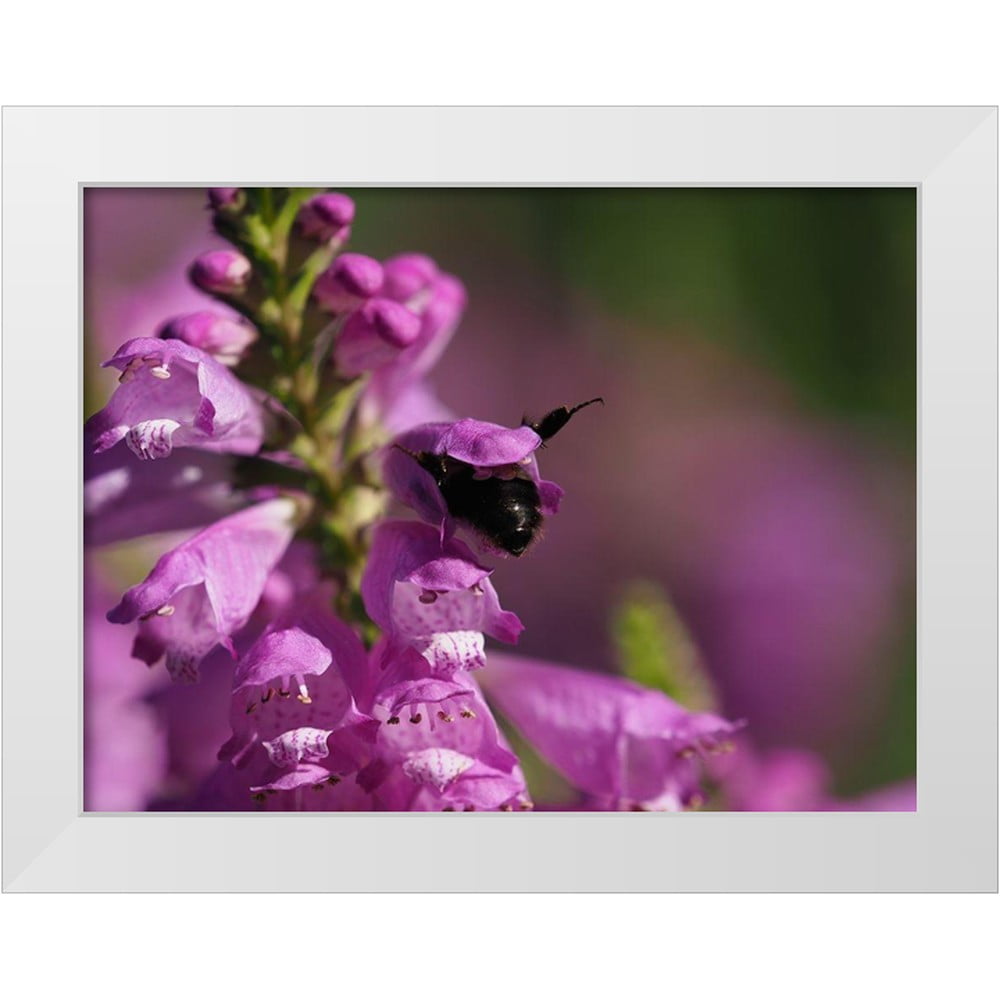 Bonin, Suzanne 14x12 White Modern Wood Framed Museum Art Print Titled ...