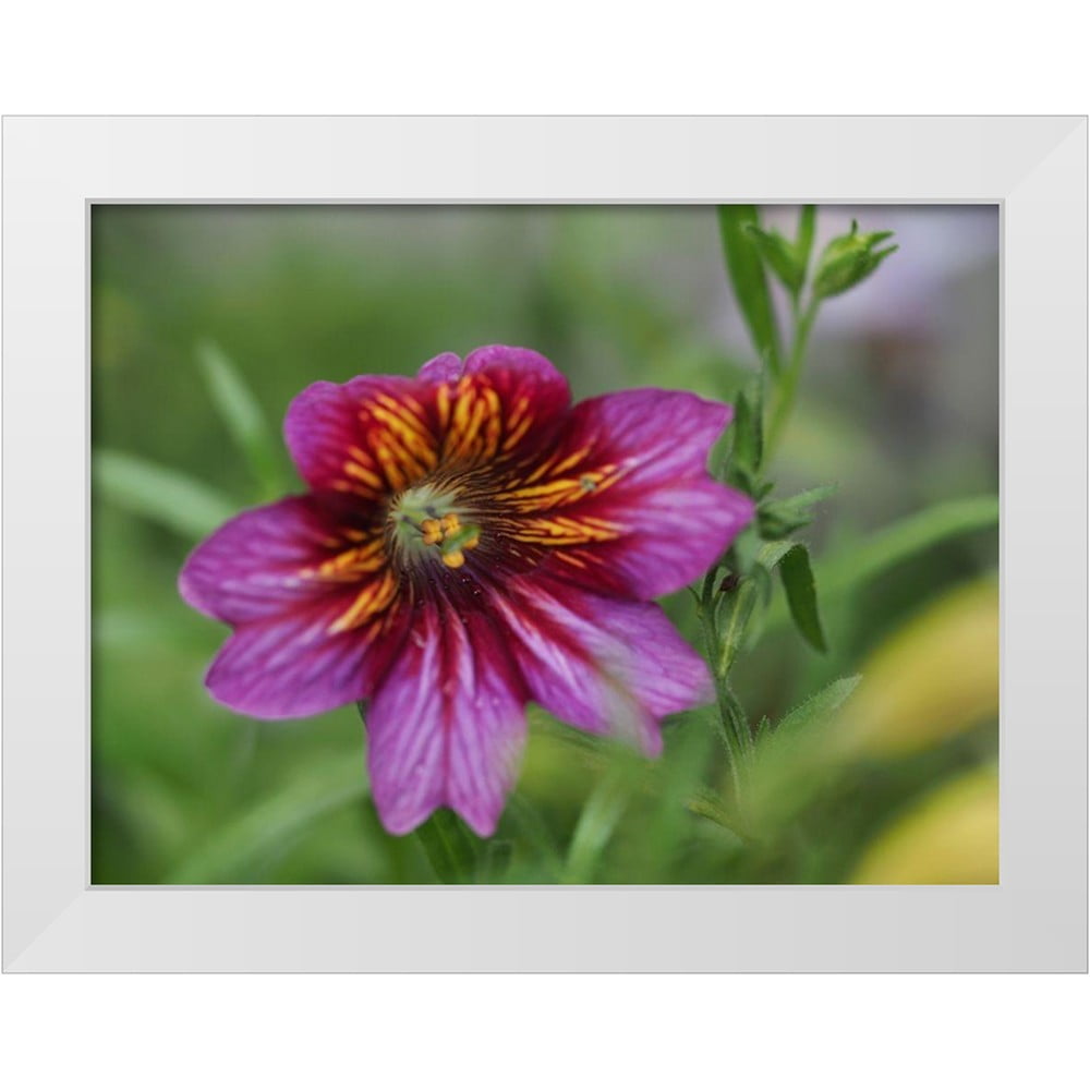 Bonin, Suzanne 14x12 White Modern Wood Framed Museum Art Print Titled ...