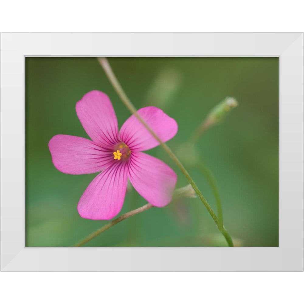 Bonin, Suzanne 14x12 White Modern Wood Framed Museum Art Print Titled ...