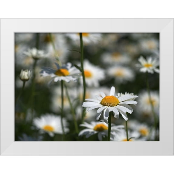 Bonin, Suzanne 14x12 White Modern Wood Framed Museum Art Print Titled ...