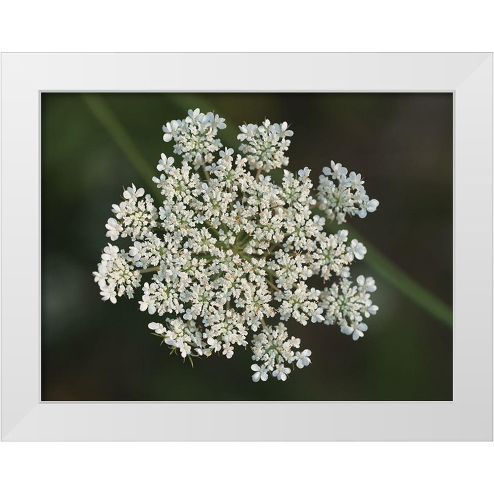 Bonin, Suzanne 14x12 White Modern Wood Framed Museum Art Print Titled ...