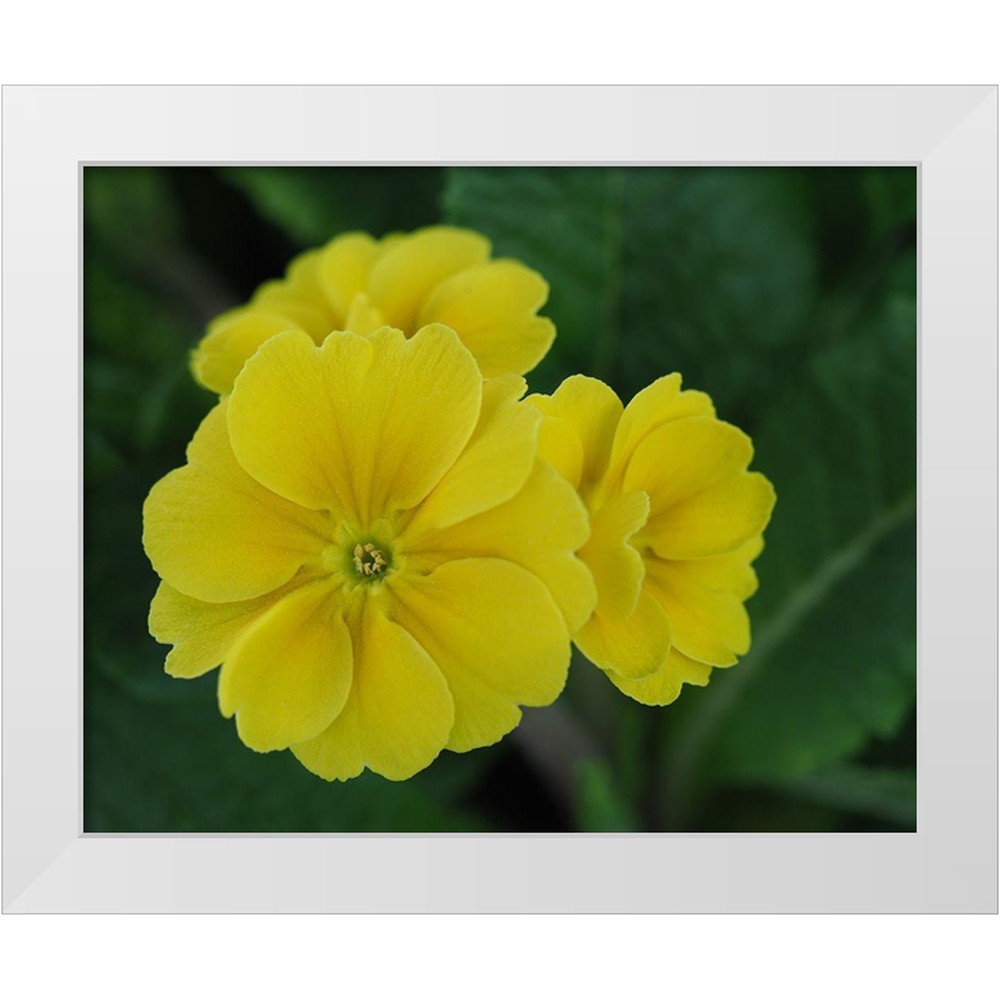 Bonin, Suzanne 14x12 White Modern Wood Framed Museum Art Print Titled ...