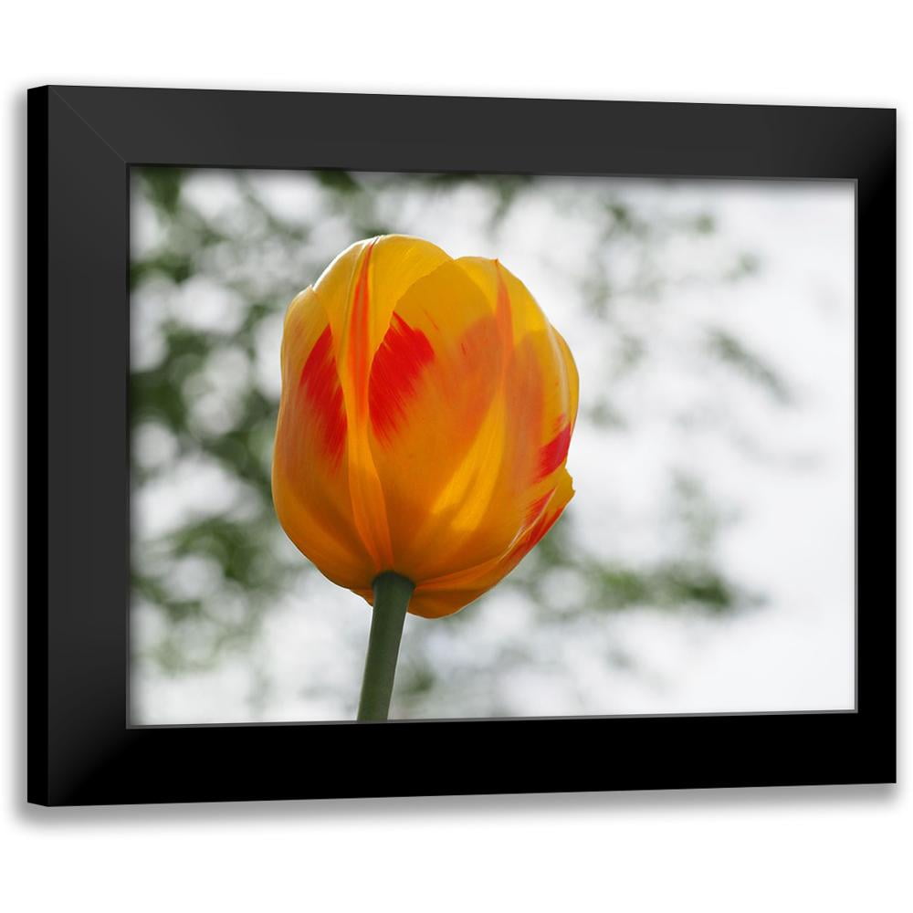 Bonin, Suzanne 18x15 Black Modern Framed Museum Art Print Titled - Red ...