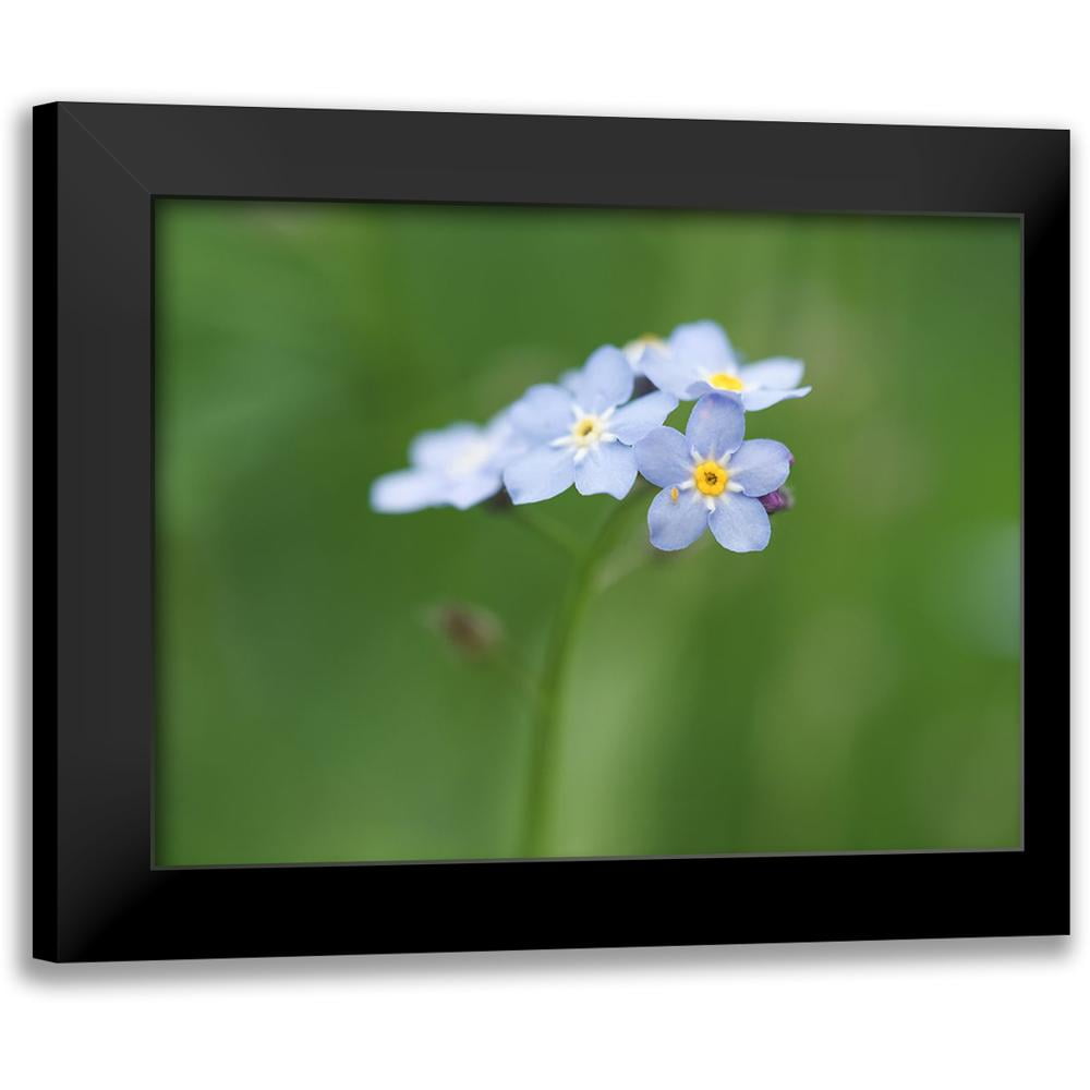 Bonin, Suzanne 18x15 Black Modern Framed Museum Art Print Titled ...