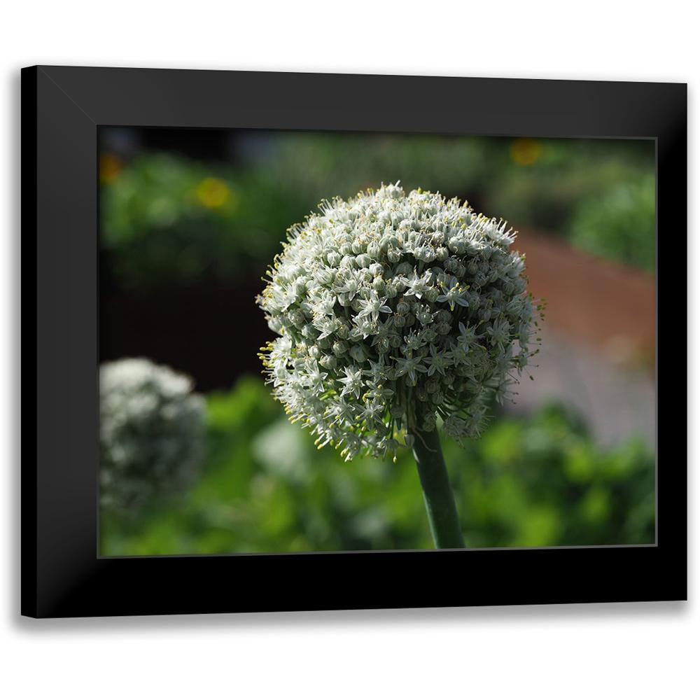 Bonin, Suzanne 18x15 Black Modern Framed Museum Art Print Titled ...