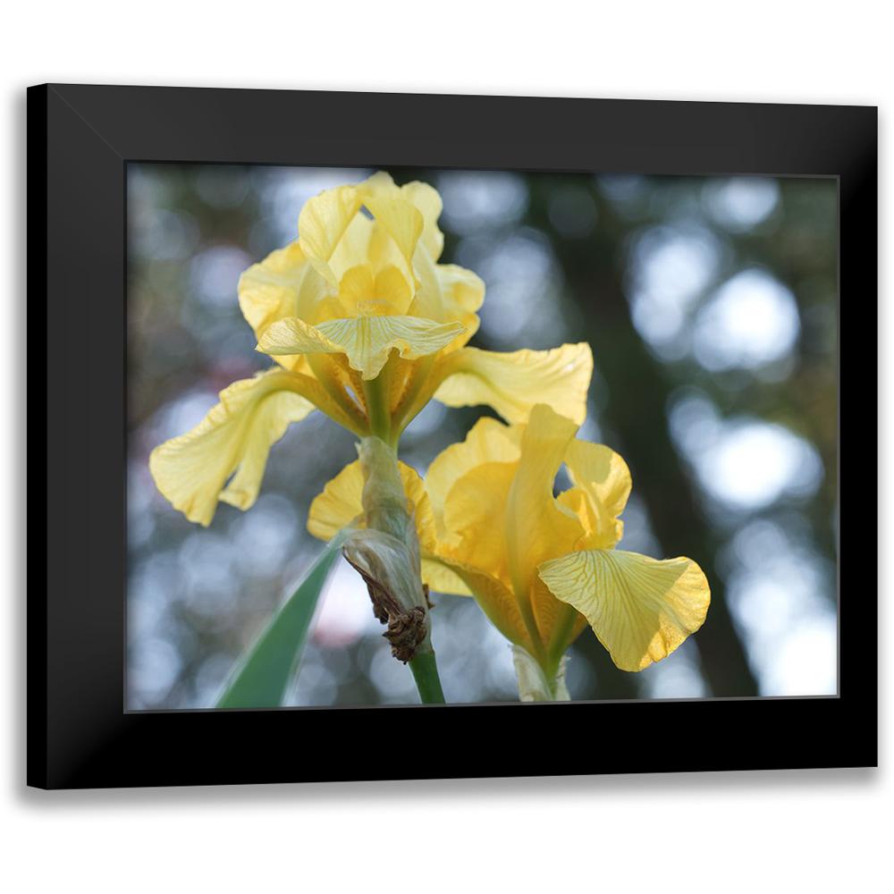 Bonin, Suzanne 18x15 Black Modern Framed Museum Art Print Titled ...