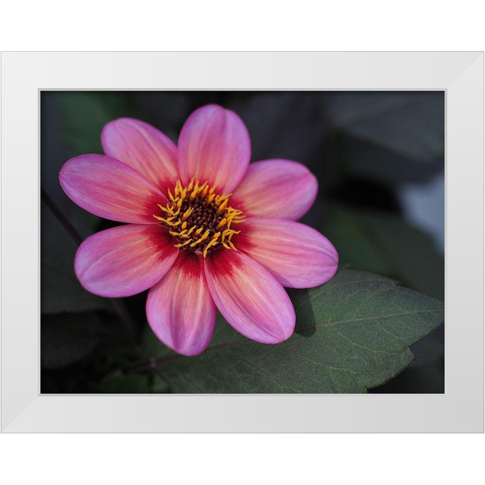 Bonin, Suzanne 18x15 White Modern Wood Framed Museum Art Print Titled ...