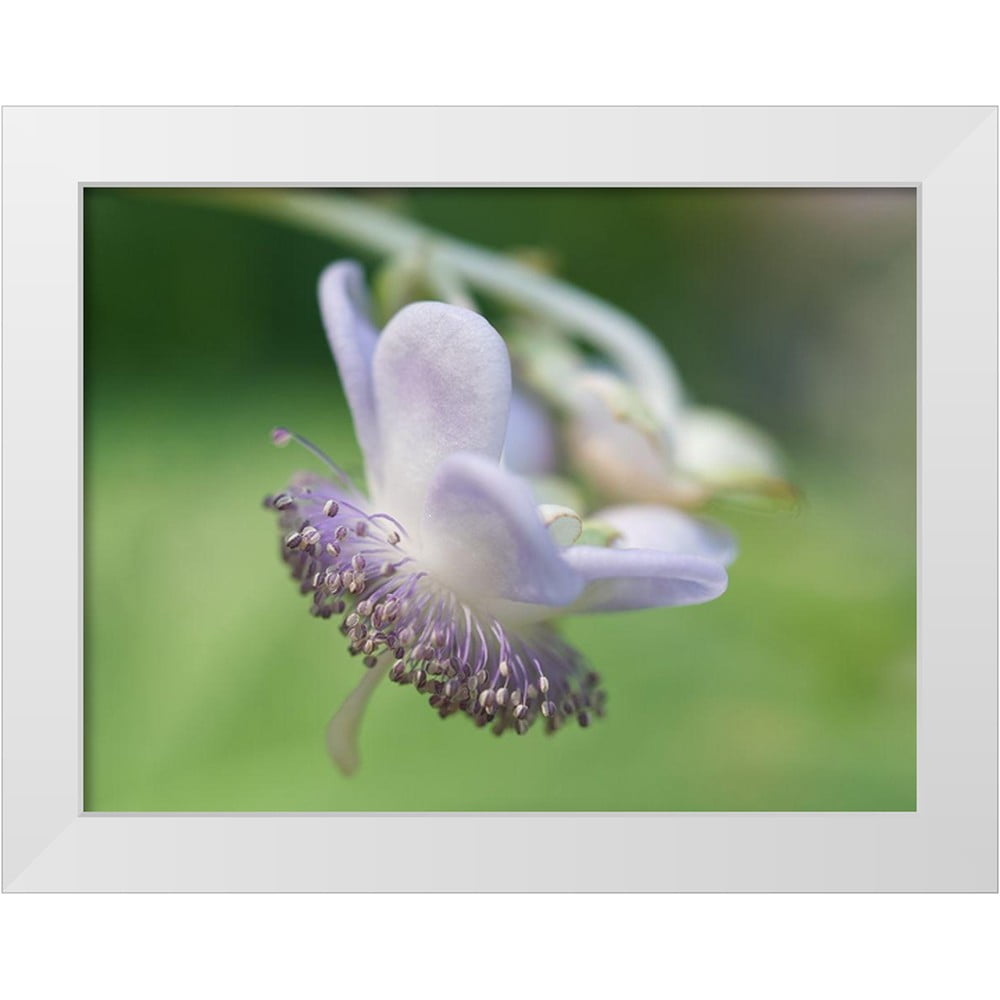Bonin, Suzanne 18x15 White Modern Wood Framed Museum Art Print Titled ...