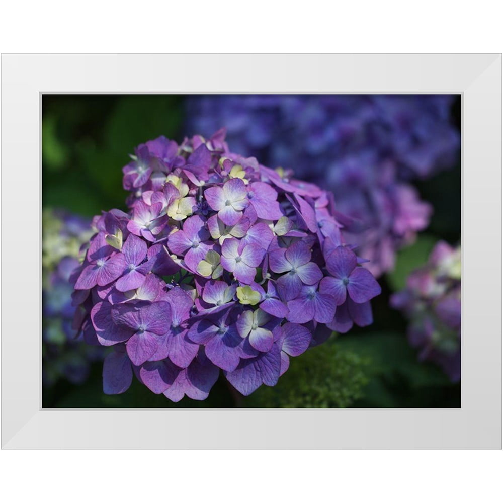 Bonin, Suzanne 18x15 White Modern Wood Framed Museum Art Print Titled ...
