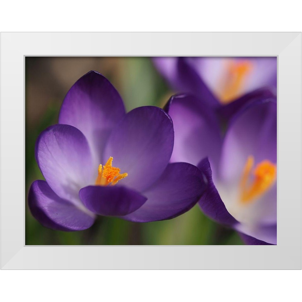 Bonin, Suzanne 18x15 White Modern Wood Framed Museum Art Print Titled ...