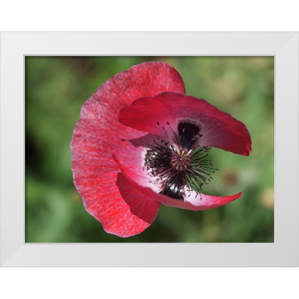 Bonin, Suzanne 18x15 White Modern Wood Framed Museum Art Print Titled ...