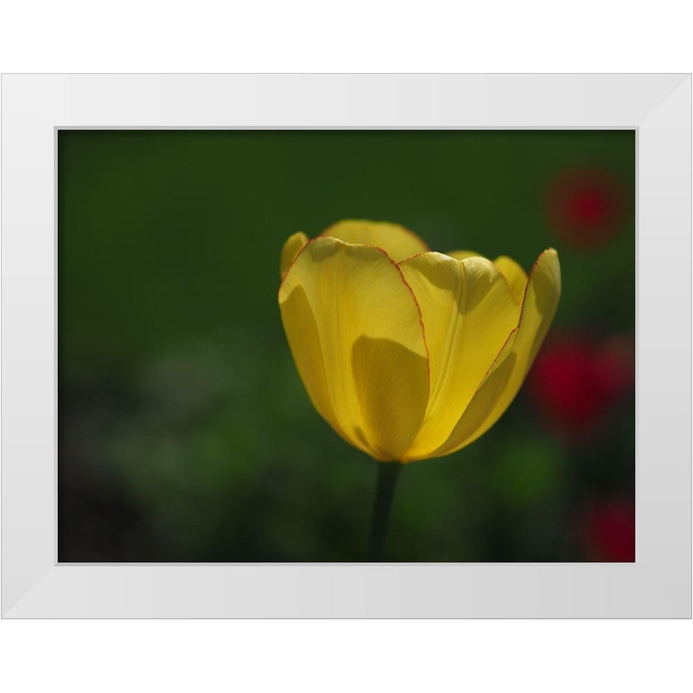 Bonin, Suzanne 18x15 White Modern Wood Framed Museum Art Print Titled ...