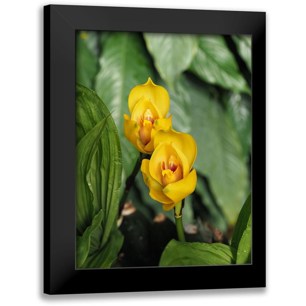 Bonin, Suzanne 19x24 Black Modern Framed Museum Art Print Titled ...