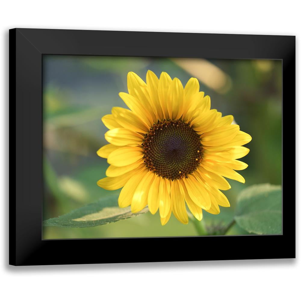 Bonin, Suzanne 24x19 Black Modern Framed Museum Art Print Titled ...