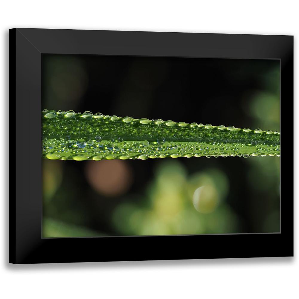 Bonin, Suzanne 24x19 Black Modern Framed Museum Art Print Titled - Dew ...