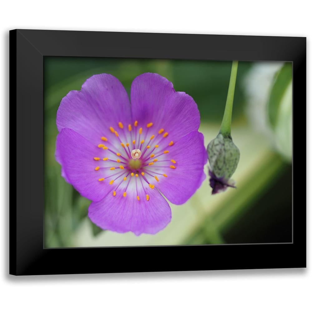 Bonin, Suzanne 24x19 Black Modern Framed Museum Art Print Titled - Jazz ...
