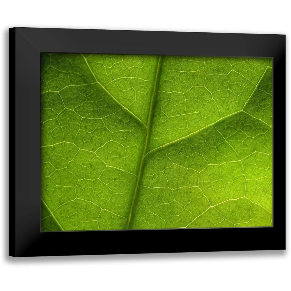 Bonin, Suzanne 24x19 Black Modern Framed Museum Art Print Titled - Leaf ...