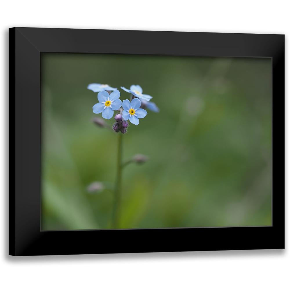 Bonin, Suzanne 24x19 Black Modern Framed Museum Art Print Titled ...