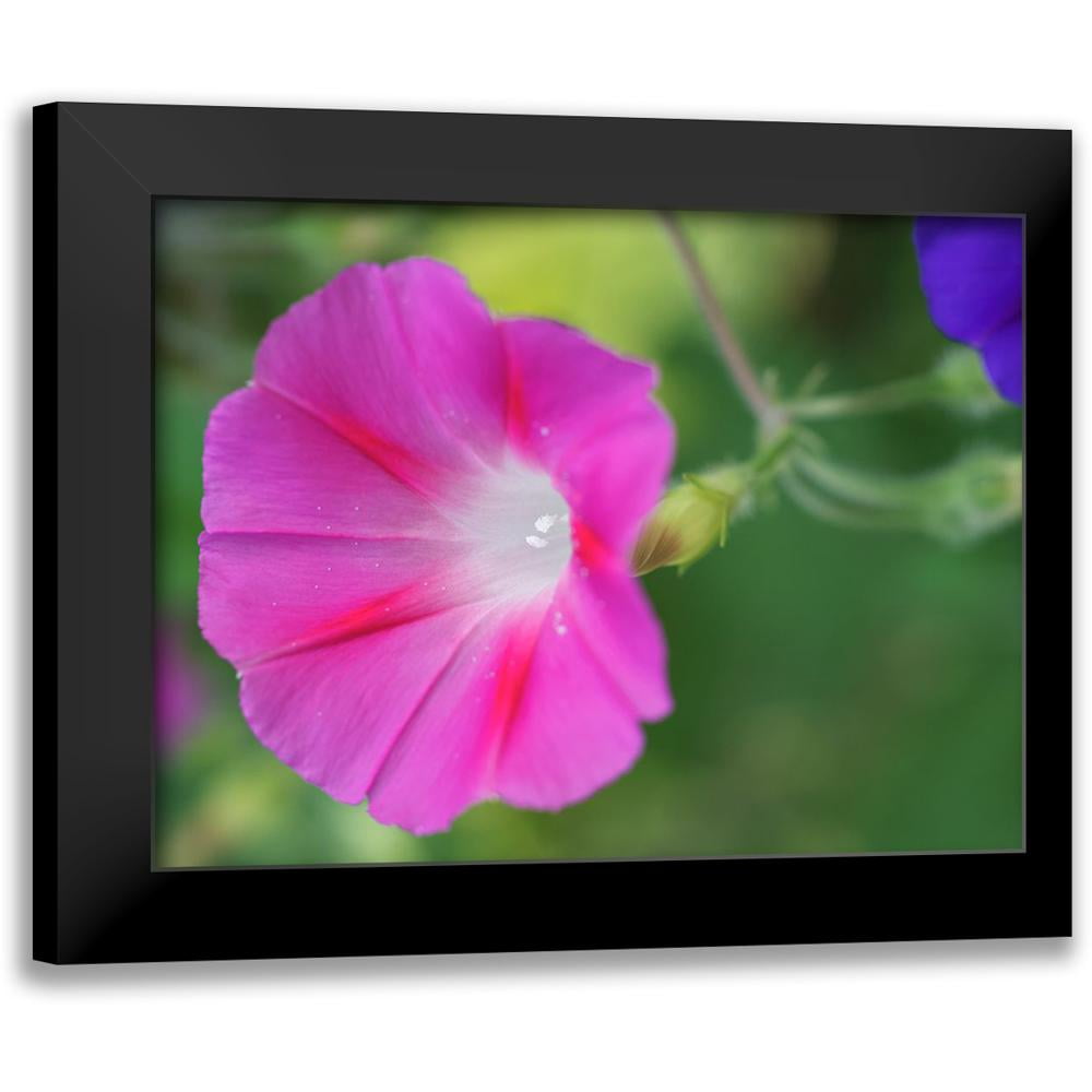 Bonin, Suzanne 24x19 Black Modern Framed Museum Art Print Titled - Pink ...