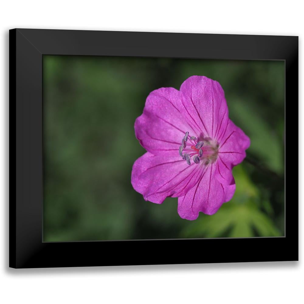 Bonin, Suzanne 24x19 Black Modern Framed Museum Art Print Titled ...