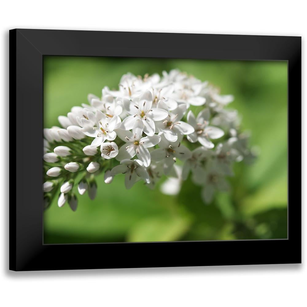 Bonin, Suzanne 24x19 Black Modern Framed Museum Art Print Titled ...