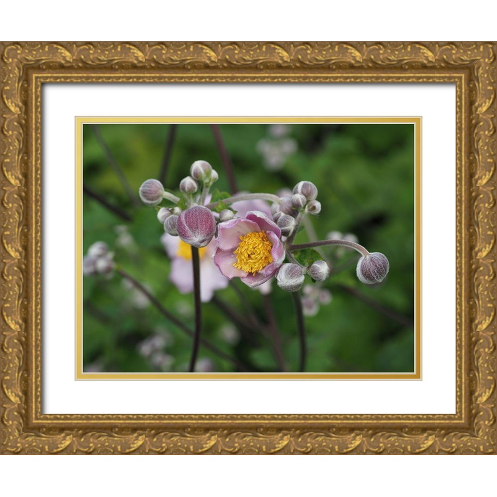 Bonin, Suzanne 24x19 Gold Ornate Wood Framed with Double Matting Museum ...