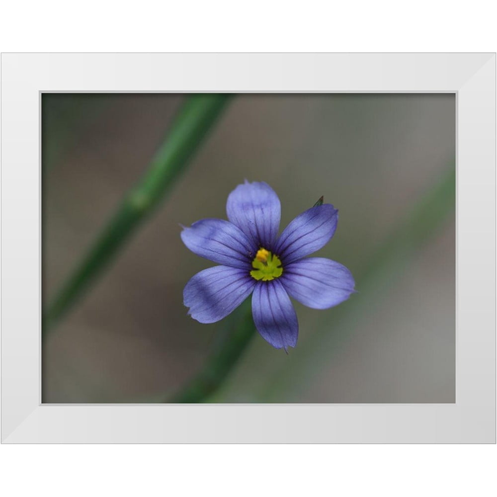 Bonin, Suzanne 24x19 White Modern Wood Framed Museum Art Print Titled ...