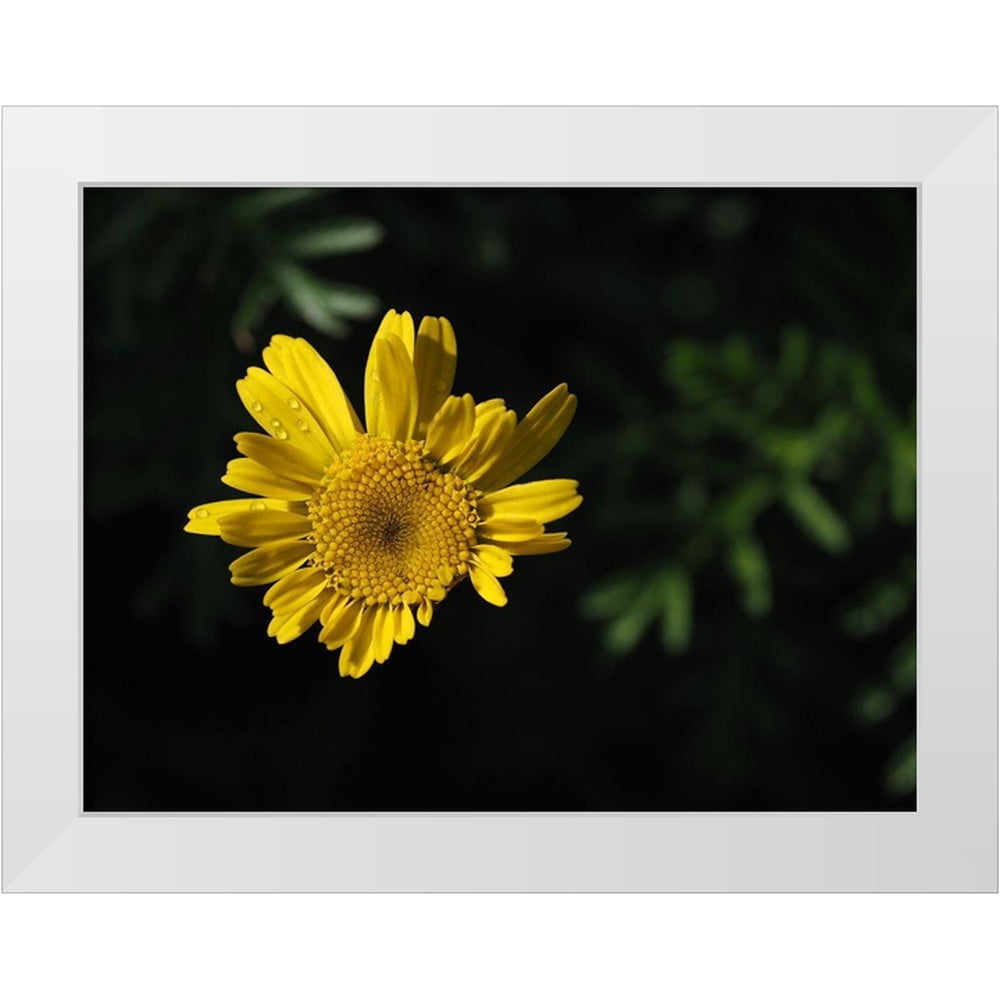 Bonin, Suzanne 24x19 White Modern Wood Framed Museum Art Print Titled ...